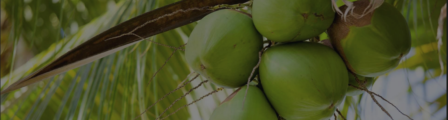 Coconut Oil: A Rich Source of Lauric Acid – Lauricidin